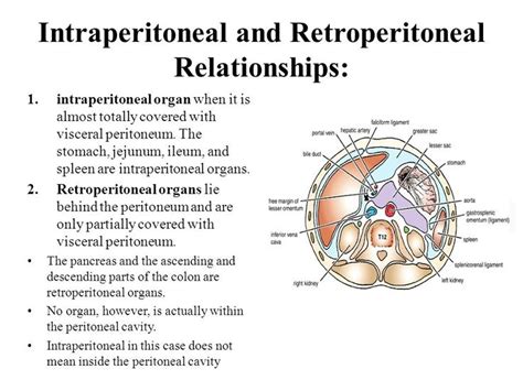 Retroperitoneal Organs