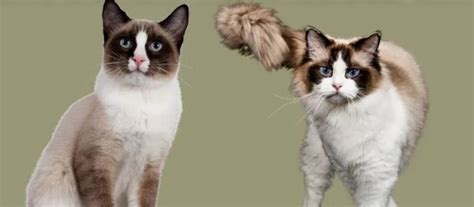 Ragdoll Vs Snowshoe Kat Overeenkomsten En Verschillen Belcat