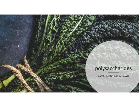 Polysaccharide Starch Pectin Cellulose X Pdf