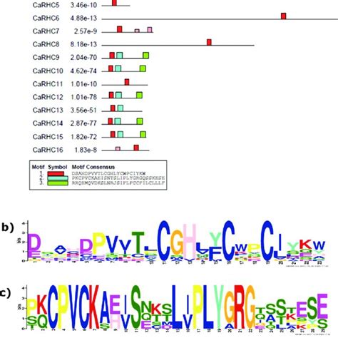Organisation Of Putative Motifs In C3hc4 Type Ring Finger Genes