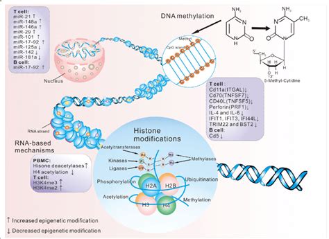 A Description Of The Three Main Epigenetic Mechanisms Involved In SLE