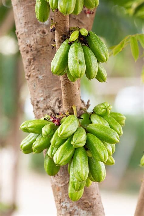 Bilimbi Fruit On Tree Stock Image Image Of Climate Plant 22357273