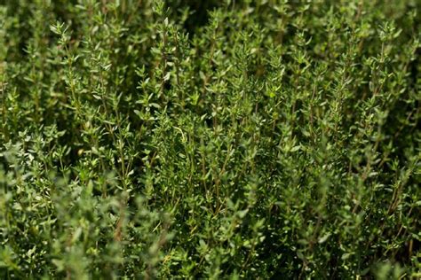 How Big Does Thyme Grow Storables