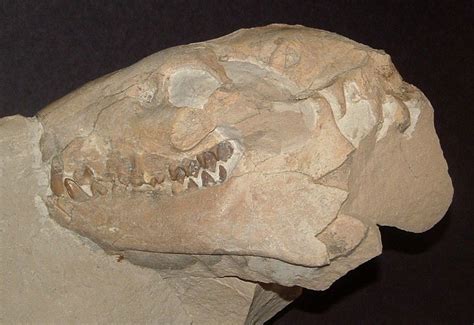 Merycoidodon Sp Member Collections The Fossil Forum