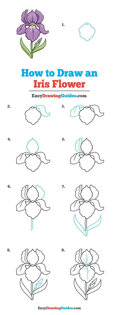 How To Draw An Iris Flower Flower Drawing Tutorials Flower Drawing Flower Art Drawing