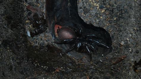 Need To Know Facts About The Funnel Web Spider