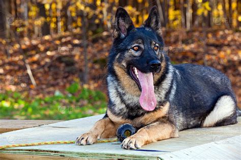 德国牧羊犬警犬训练