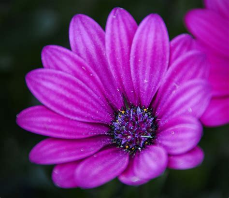 아프리카 데이지 케이프 마거리트 꽃 보라색 Pixabay의 무료 사진 Pixabay