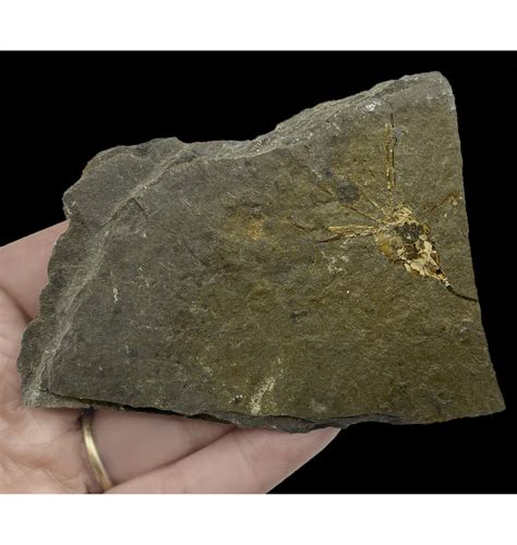 Fossils For Sale Fossils Rare Middle Cambrian Eocrinoid