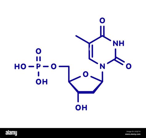 Thymidine Monophosphate Nucleotide Molecule Cut Out Stock Images And Pictures Alamy