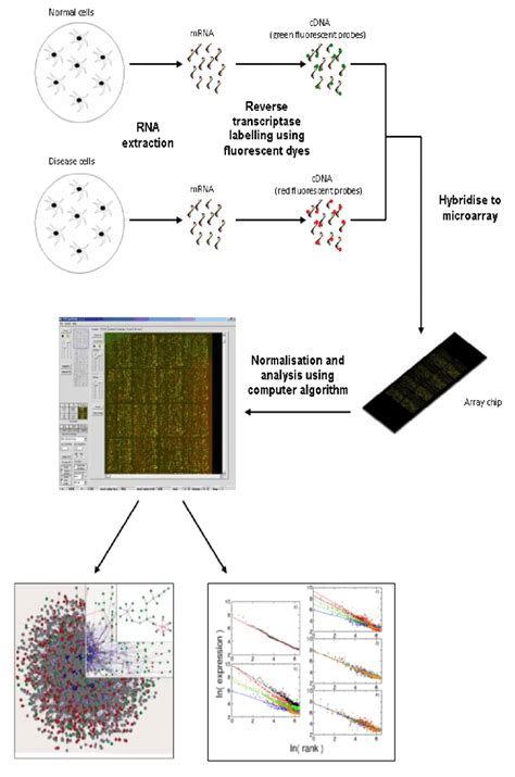 2 A Typical 2 Channel Microarray The RNA Are Extracted From The Normal Download Scientific
