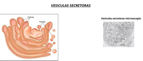 Organelas Vesiculas Secretoras