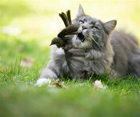 The Expert Guide How To Protect A Bird Nest