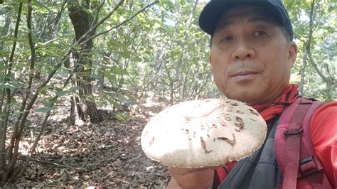 아름다운 갓버섯 Youtube