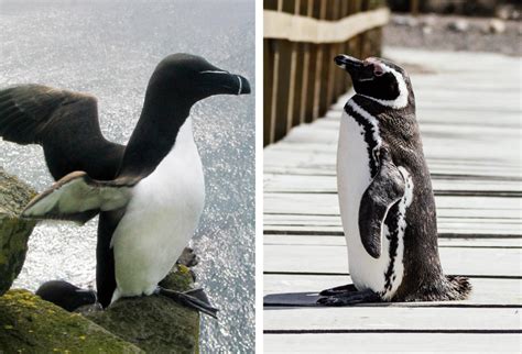 Quelle est la différence entre un manchot et un pingouin Fulano Info