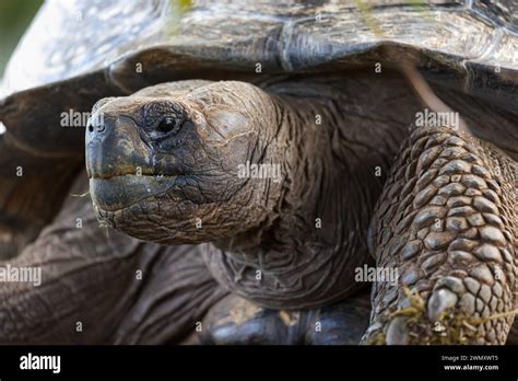 Giant Endemic Galapagos Turtle Portrait On The Galapagos Island Of