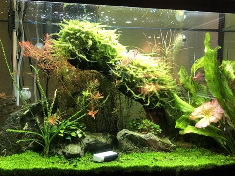 Java Moss Coming Detached Rplantedtank
