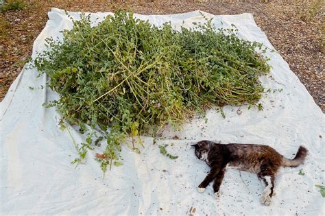 Catnip Seeds The Plant Good Seed Company