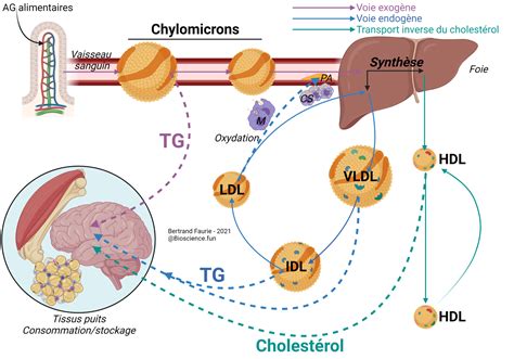 Lipides02 Les Lipoprotéines Bioscience Fun