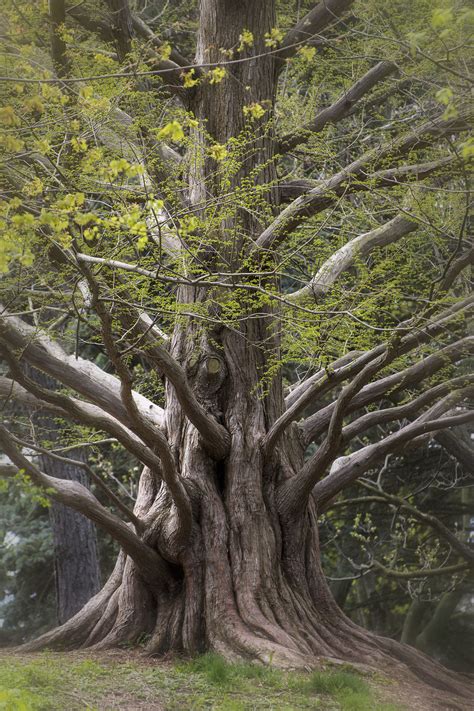 Visual Literacy — Dawn Redwood