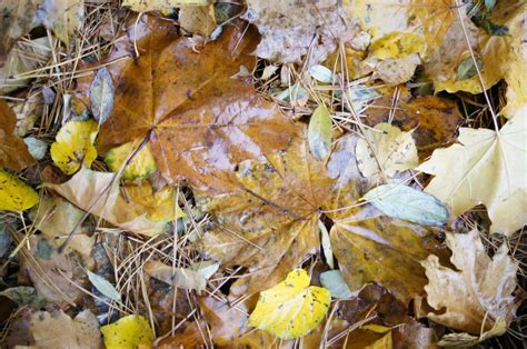 무료 이미지 자연 잎 노랑 식물 가을 나무 평면 낙엽 정물 꽃 4912x3264 Piotr1 1585529 무료 이미지 Pxhere