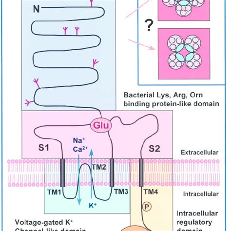 Key Stages Of Iglur Synthesis Assembly And Targeting Lower Panel