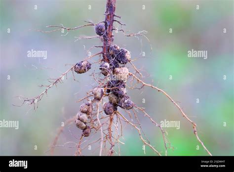 Rhizobium Root Nodules On The Roots Of A Soybeans For Nitrogen Fixation