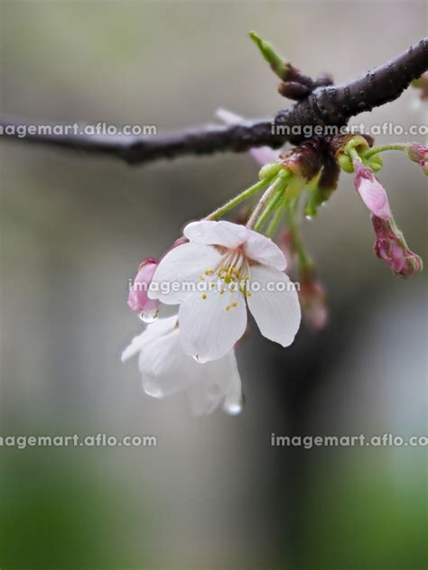 雨に濡れた散り始めの桜の写真素材 [215281545] イメージマート