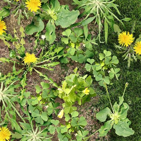 Best Weed Control In Lewisville Dr Green Services