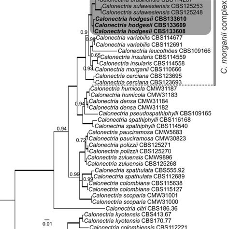 Phylogenetic Tree Obtained From Bayesian Inference Using Combined