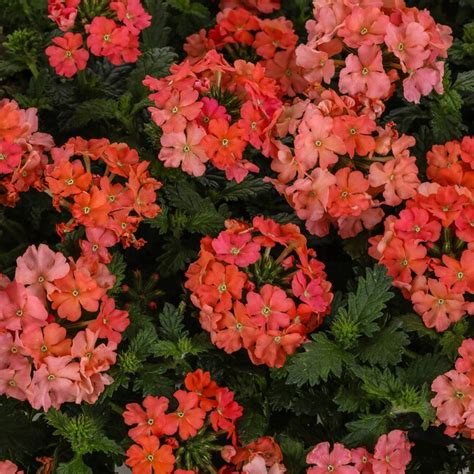 Proven Winners Orange Superbena Peachy Keen Verbena In 4 25 In Pot At