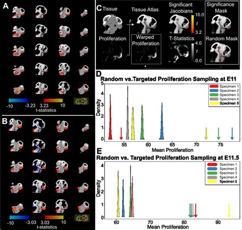 voxel based morphometry for whole embryo heads a statistical download scientific diagram