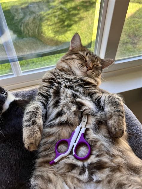 I Think Shes Ready For A Nail Trimming Rstandardissuecat