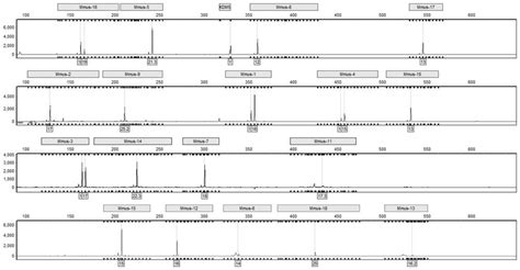 Multiplex Amplification System For Mouse Short Tandem Repeats And Detection Kit Eureka Patsnap