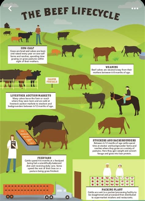 The Beef Life Cycle Diagram