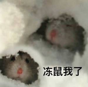 冻鼠我了 鼠鼠表情包 鼠鼠我啊真的顶不住啊表情包图片gif动图 求表情网 斗图从此不求人