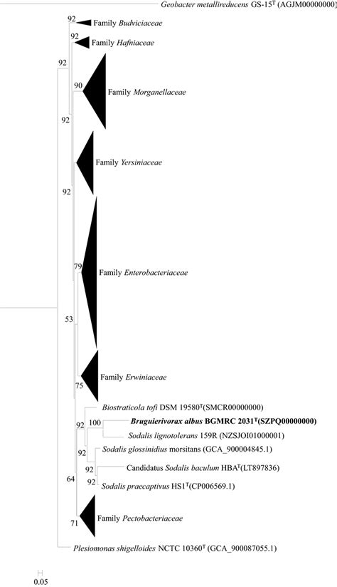 Whole Genome Based Phylogenetic Tree Constructed Using Ubcgs Download Scientific Diagram