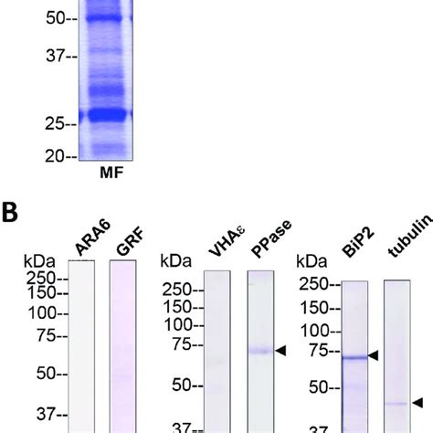 Total Membrane Fractions Of Chara Internodal Cells A Proteins Of