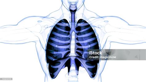 다이어프램 해부학을 가진 인간 호흡기 시스템 폐 0명에 대한 스톡 사진 및 기타 이미지 0명 3차원 형태 X 레이 Istock