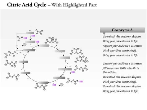 0714 Citric Acid Cycle Medical Images For PowerPoint PowerPoint Presentation Pictures PPT