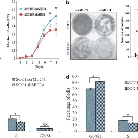 Muc4 Kd Decreases Cell Proliferation And Induces Cell Cycle Arrest In Download Scientific
