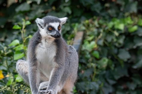 Mais De 1 Imagens Grátis De Šedý E Lêmure Pixabay