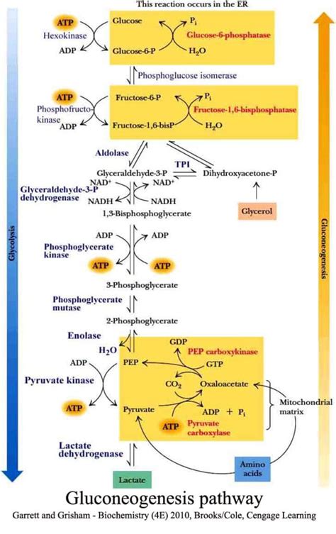 Gluconeogenesis Reactions And The Key Enzymes Of Gluconeogenesis