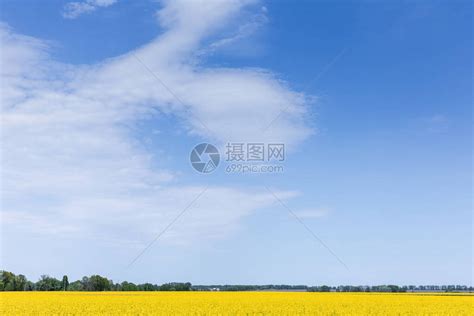 蓝天映衬下田野上盛开的黄色野花高清图片下载 正版图片503654785 摄图网