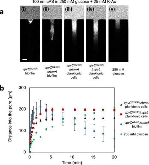 Diffusiophoretic Particle Penetration Into Bacterial Biofilms Acs