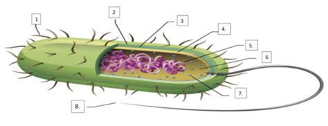 Bacteria Archaea And Protists Fungi Flashcards Quizlet