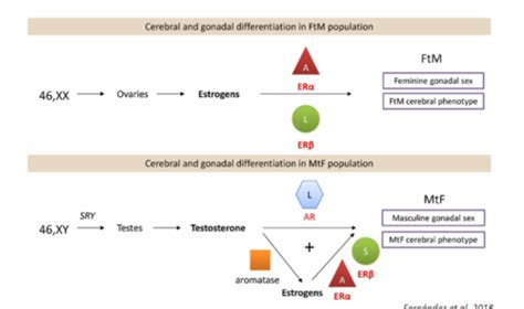 Lecture 5 Sex Differences Flashcards Quizlet