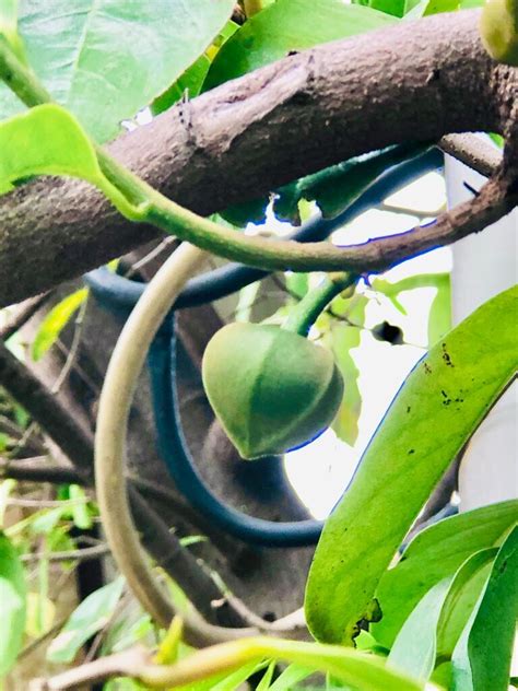 people 山刺番荔枝之漿果與花 該番荔枝 在日據時代 由日人引進 僅在中南部零星栽培早年 主要做為行道樹用途 果實 則是獻給天皇的極品