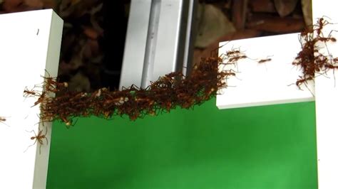 Watch Ants Use Their Own Bodies To Build Bridges The Quint