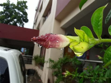 TheÂ Common Allamanda Red Bud FlowerÂ Of Indian Stock Image Image Of Hanging Fruit 221685069